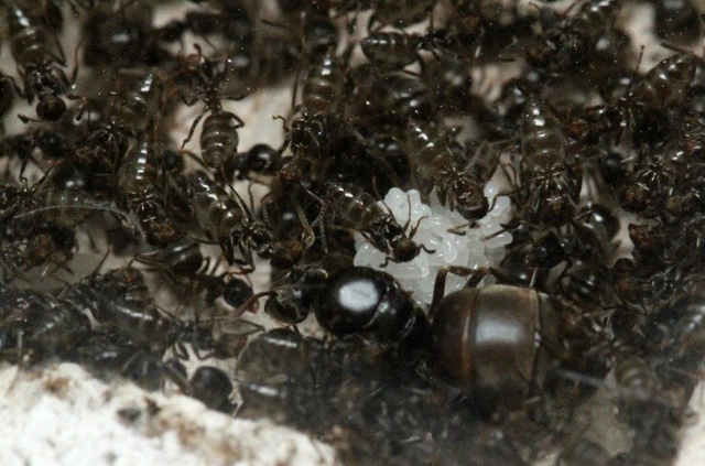 LASIUS NIGER AMEISENKOLONIE Schwarze Wegameise 10 Arbeiterinnen Ant ...