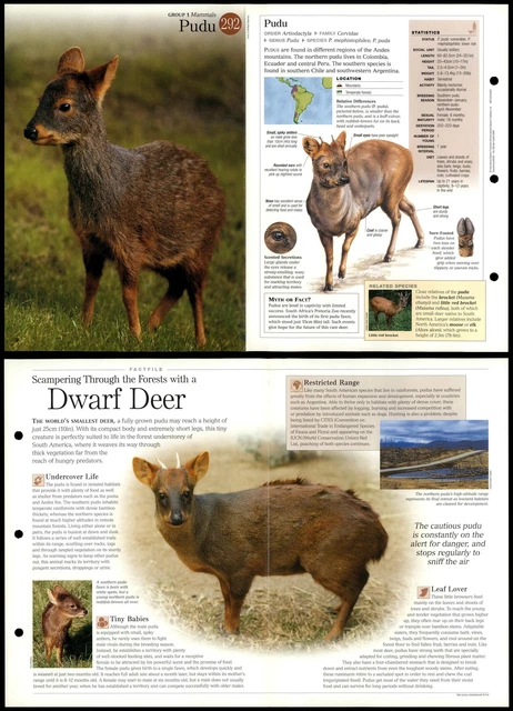 PUDU #292 MAMMALS - Discovering Wildlife Fact File Fold-Out Card £1.99 ...
