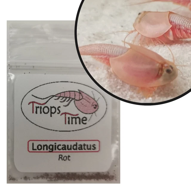 TRIOPS LONGICAUDATUS ROT (Urzeitkrebse) - 100, 200 oder 300 Eier mit ...
