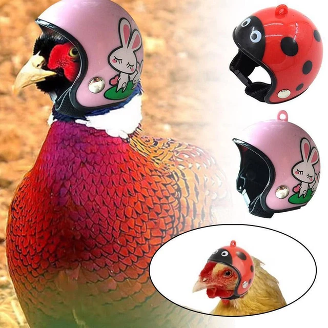 HELMET CHICKEN PET Products Safety Hat Chicken Helmet Protective Head ...