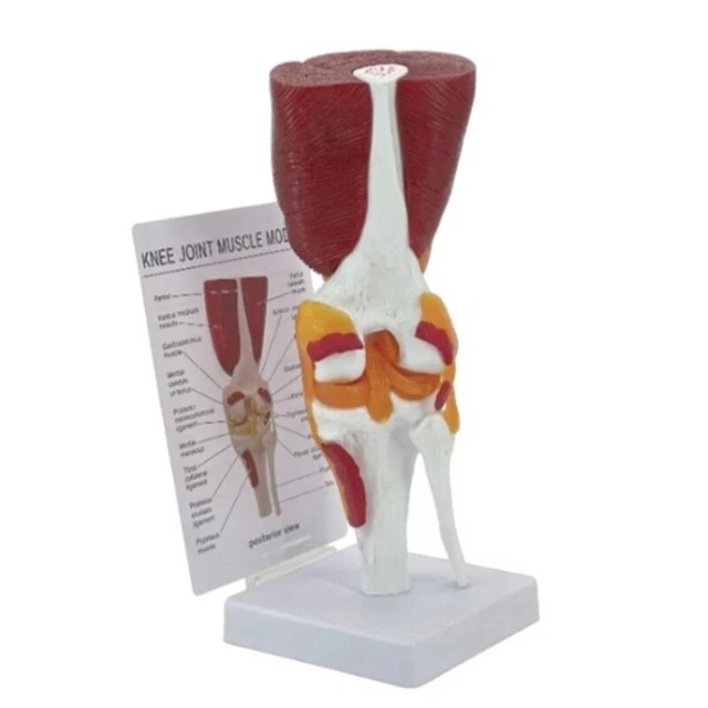 HUMAN KNEE JOINT Muscles Ligaments Anatomically Model Flexible Knee ...