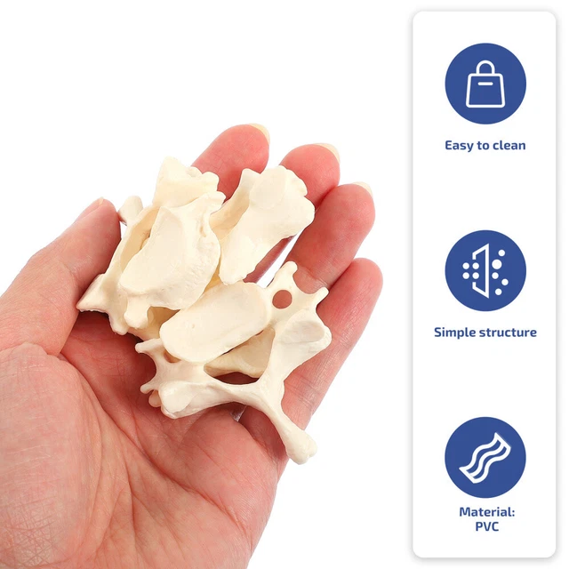CERVICAL SPINE MODEL Human Vertebrae Bone Props Loose Bones £20.11 ...