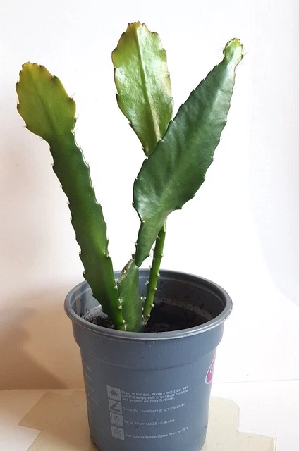 24CM EPIPHYLLUM RED/RED Orchid Cactus Rooted Cutting in 9cm Grey Pot (T) £7.20 - PicClick UK
