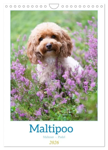MALTIPOO - MALTESER - Pudel 2026 (Wandkalender 2026 DIN A4 hoch ...