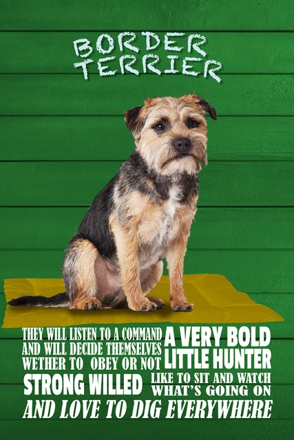 SCHILD SPRUCH BORDER Terrier Steckbrief Little Hunter Kleiner Jäger ...
