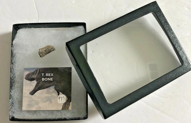 MINI MUSEUM-T. REX Bone vintage Specimen-Tyrannosaurus Rex own History ...