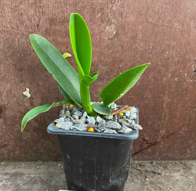 CATTLEYA NEAR FLOWERING size Seedling Plant...C. Dals Good One "Janelle ...