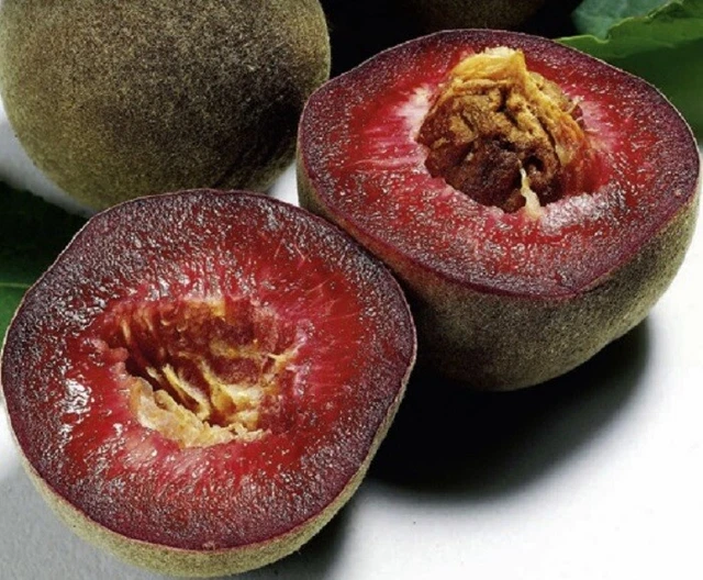 RARE TREE SEEDS - Palm - Shrubs - Peanuts and nuts 30 varieties £1.80 ...