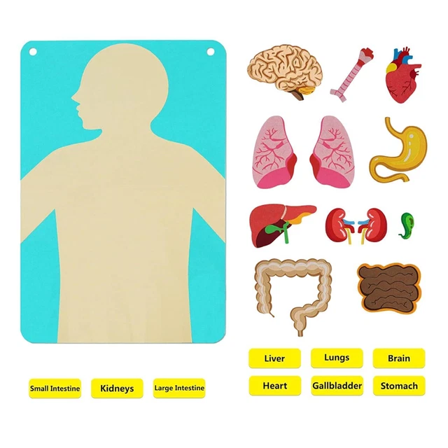 TEACHING BODY PARTS Felt Board Diy Body Structure Puzzle for Gift Kids ...