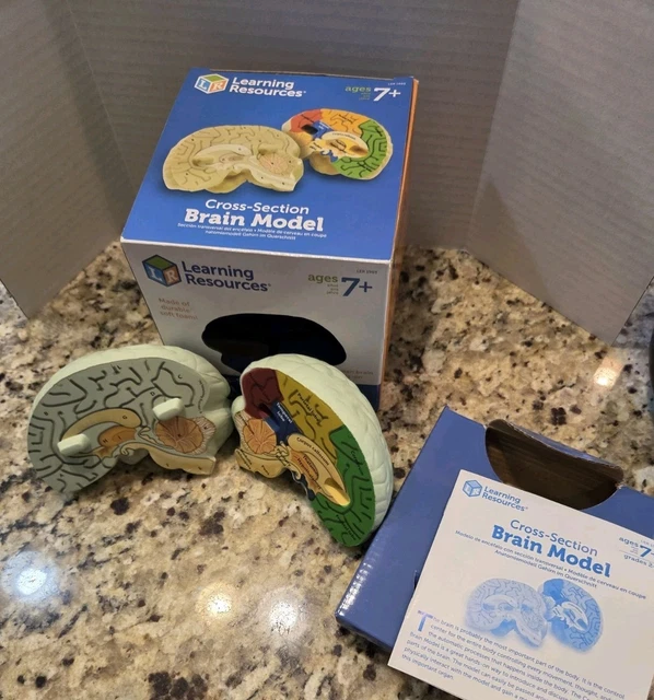 LEARNING RESOURCES CROSS-SECTION Human Brain Model LER1903 Biology ...