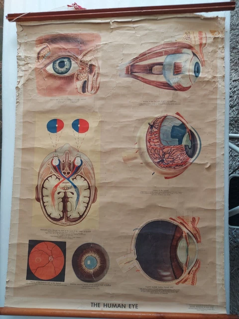 ADAM ROUILLY HUMAN Eye Medical Wall Chart Poster Large 33 x 44 Inch £ ...