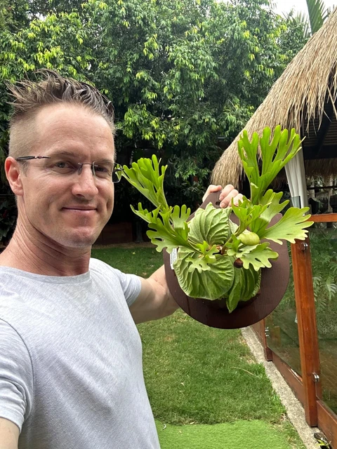 RARE PLATYCERIUM RIDLEYI Moose Form Staghorn, Elkhorn, Fern $105.00 ...