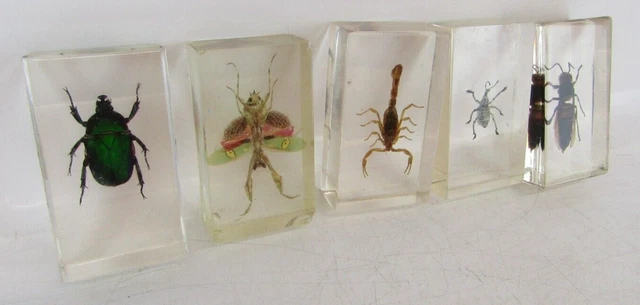 COLLECTION OF FIVE Preserved Insects And Arachnid In Clear Resin Blocks ...