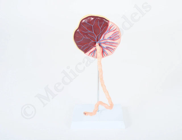 Human Placenta With Umbilical Cord Model Medical Pregnancy Female