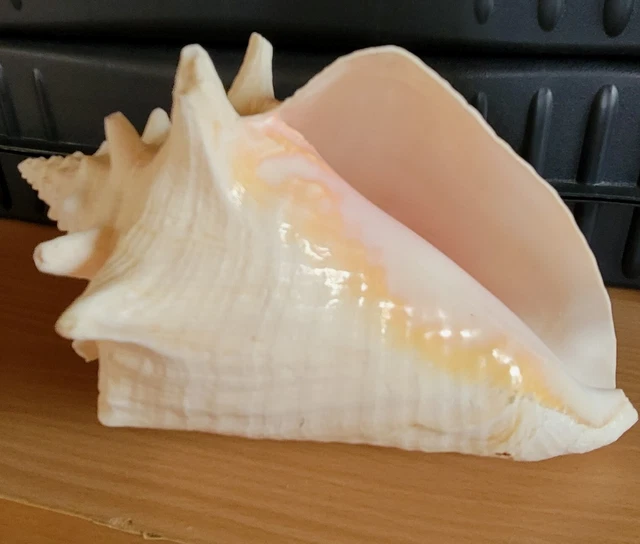 VTG QUEEN CONCH Seashell Large Horned Natural Pink •Ocean•Beach•Island ...
