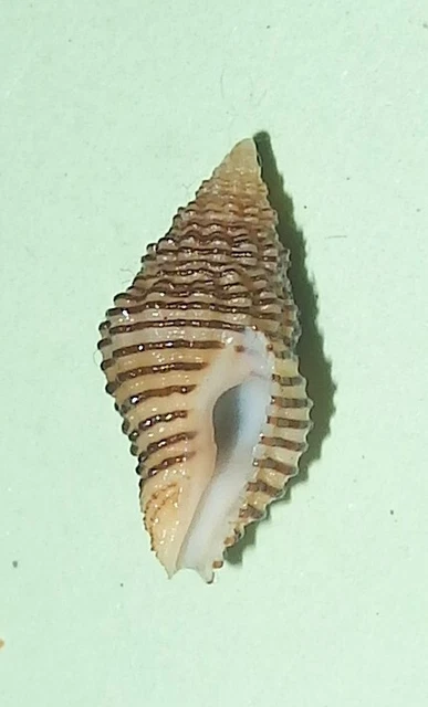 ENGINA INCARNATA - BUCCINIDAE - Philippines Sea Shell 13.7mm - F+/F++ #709 $2.50 - PicClick AU