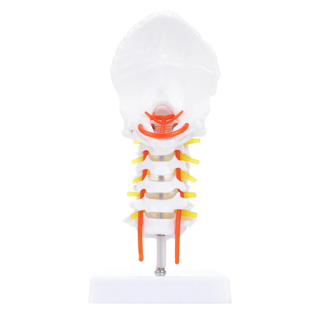 HUMAN SPINE MODEL Biology Cervical Vertebra Models Skeleton with Neck £ ...