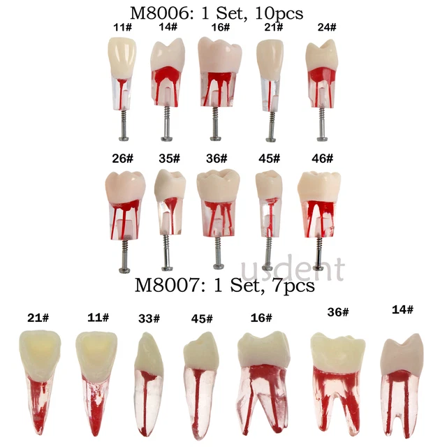 DENTAL ROOT CANAL RCT Block Pulp Cavity Practice Model for Endo File ...