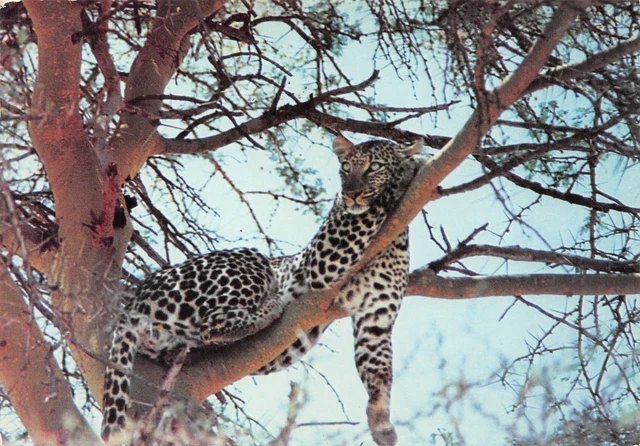 ALGERIE SCENES ET Types Leopards EUR 5,90 - PicClick FR