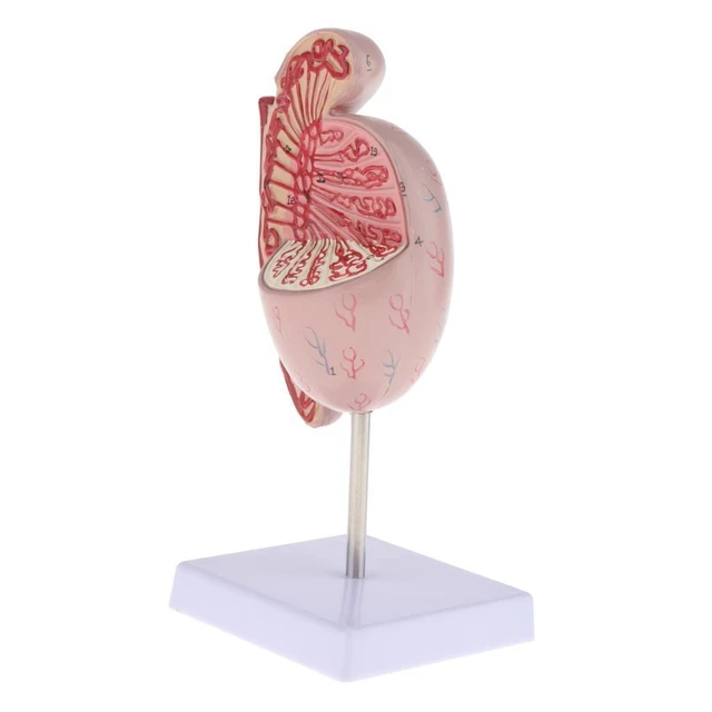 MEDICAL HUMAN MALE Reproductive Organ Structure Model Genitourinary ...