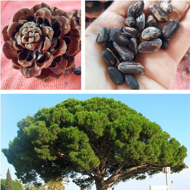 50 SPANISH PINUS pinea stone pine tree seeds semillas pino piñonero ...
