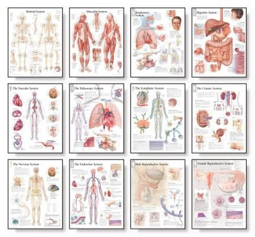 THE BODY SYSTEMS Chart Set: Laminated Wall Chart by Scientific Publishing $228.18 - PicClick AU