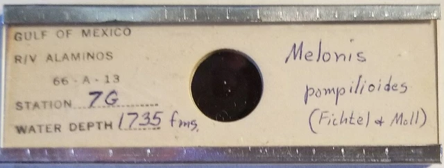 FORAMINIFERA MELONIS POMPILIOIDES Gulf of Mexico Microfossil Microscope ...