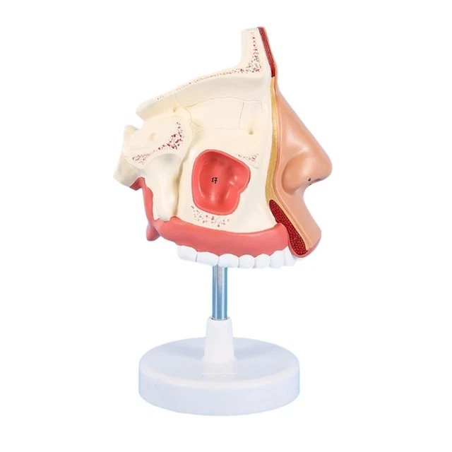 LIFE SIZE NASAL Cavity Anatomy Model for Educational Training Aid, £25. ...