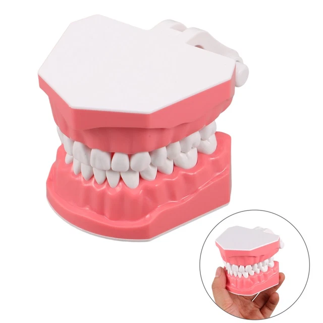 TYPODONT MODEL: PLASTIC Dental Model Standard Teeth Cleaning Prop ...