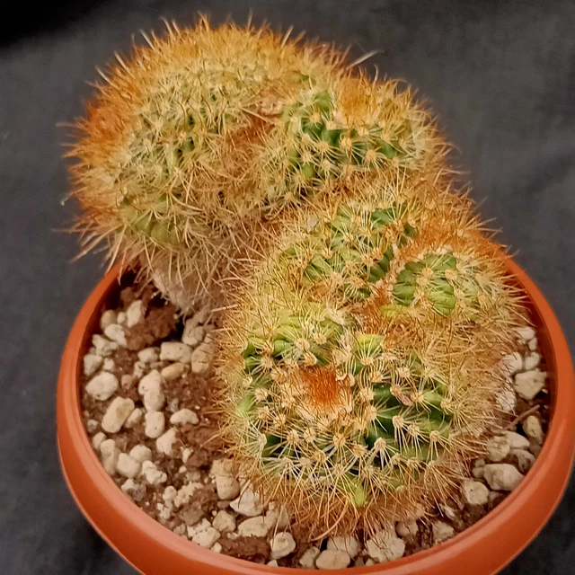 NOTOCACTUS SP. F. cristata variegata variegated BIG PLANT cod. ebay ...