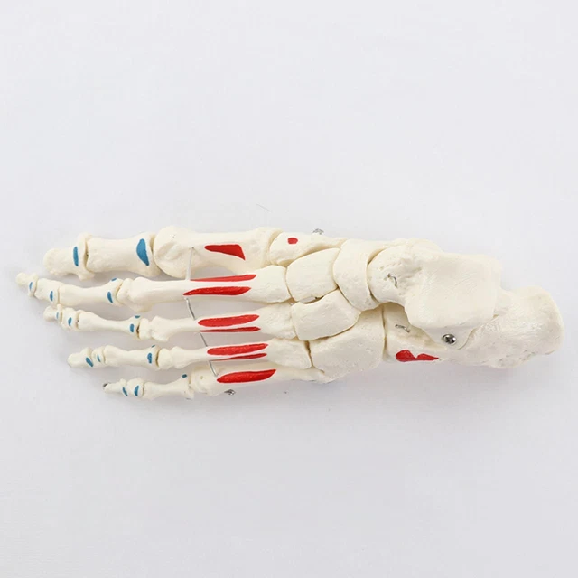 COLORED FOOT ANATOMY Model Anatomy Diagram Foot Skeleton for Study ...