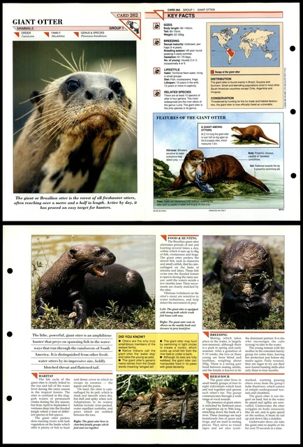 GIANT OTTER #262 Mammals Wildlife Fact File Fold-Out Card $3.40 ...