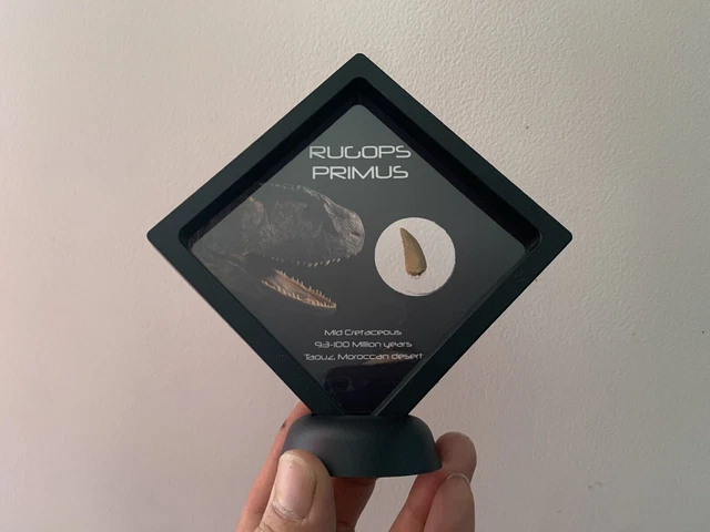 DENT FOSSILE DINOSAURE Rugops primus Dinosaur fossil tooth #3 EUR 50,00 ...