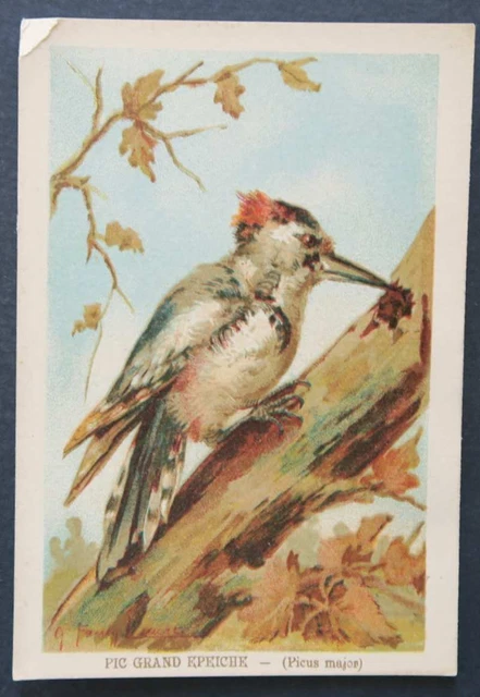 CHROMO IMAGE PIC GRAND EPEICHE picus major FANTY LESCURE oiseau bird 1 ...
