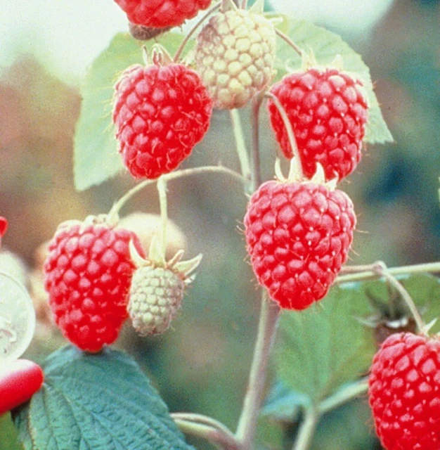 BARE ROOT RASPBERRY Canes “Glen Ample” 25 Plants £25.00 - PicClick UK