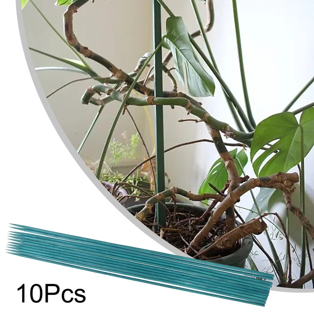 SUPPORTO PALO PIANTA interno esterno steli pianta vigneto 10 pz bambù ...