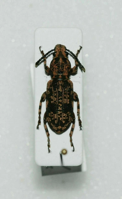 COLEOPTERA - ANTHRIBIDAE - Xylindes philippinensis - 15 mm £1.55 ...