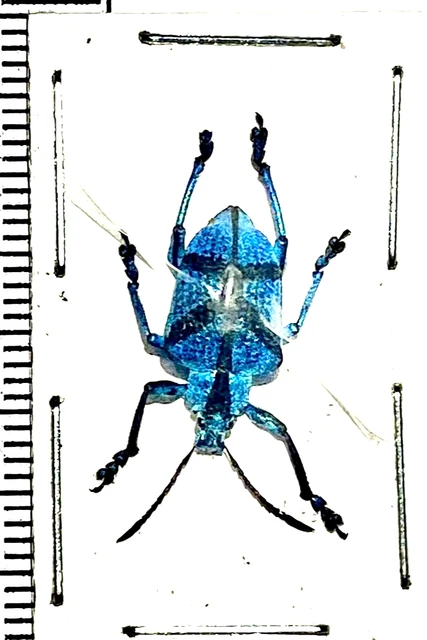 INSECT - CURCULIONIDAE Polyteles Decussatus 16mm - Peru - Sky blue ...