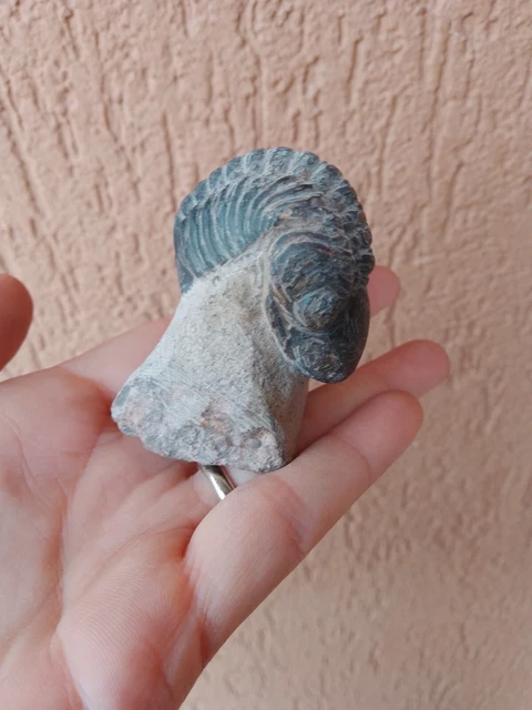 FOSSILI * RARO GRANDE AUTENTICO TRILOBITE PHACOPS ENROLLED EUR 39,90 ...