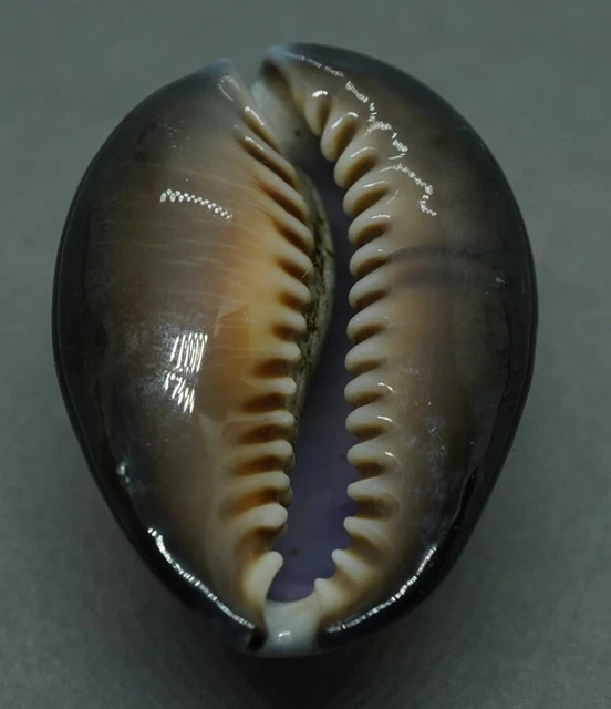 SEA SHELLCYPRAEA MONETARIA CAPUTDRACONIS 31.4 mm. NICE, CALLUSED ...