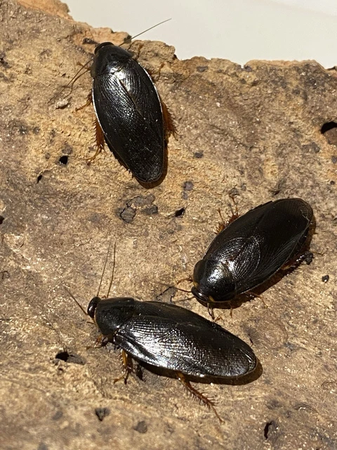 STARTER COLONY OF Shadow cockroach (Pycnoscelus nigra), Adults And ...