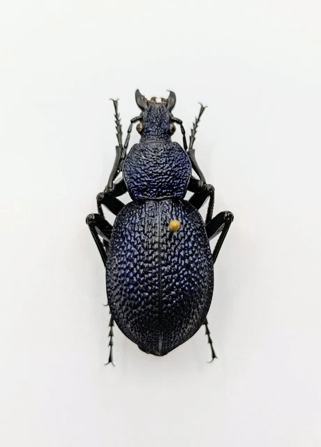 ENTOMOLOGY TAXIDERMY : Procerus Scabrosus Ssp Tauricus Crimeanus 42mm ...