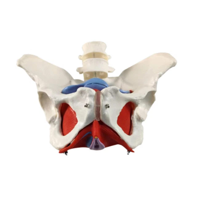 FEMALE PELVIS MODEL with Pelvic Floor Muscles Science Hip Model £58.97 ...