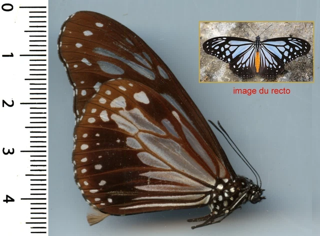 NYMPHALIDAE - PARANTICA MELANEUS var. estivale- Entomologie . insecte ...