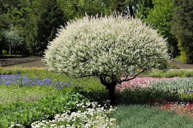 FLAMINGO DWARF WILLOW Tree HAKURO NISHIKI - 150 cm tall seedling- bare ...