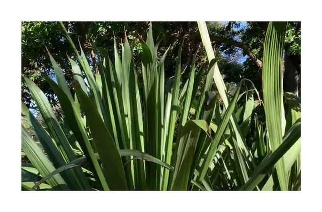 10X DORYANTHES EXCELSA Gymea Yucca Jardin Plantes - Graines ID903 EUR 5 ...