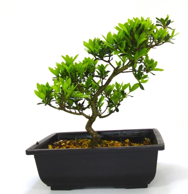 JAPANESE IMPORT SATSUKI Azalea Bonsai Tree Senbazuru £148.99 - PicClick UK