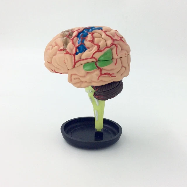 PLASTIC HUMAN BRAIN model anatomical anatomy brain mode medical ... PLASTIC HUMAN BRAIN model anatomical anatomy brain mode medical ...