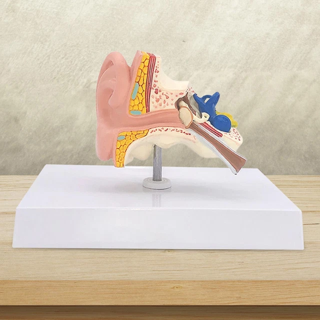 HUMAN EAR ANATOMY Model Anatomical 3D Ear Model Show Outer Middle Inner ...