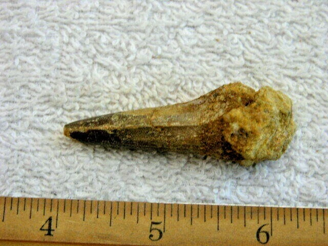DINOSAUR FOSSIL TOOTH Spinosaurus Cretaceous Era bigger 2 inch long ...